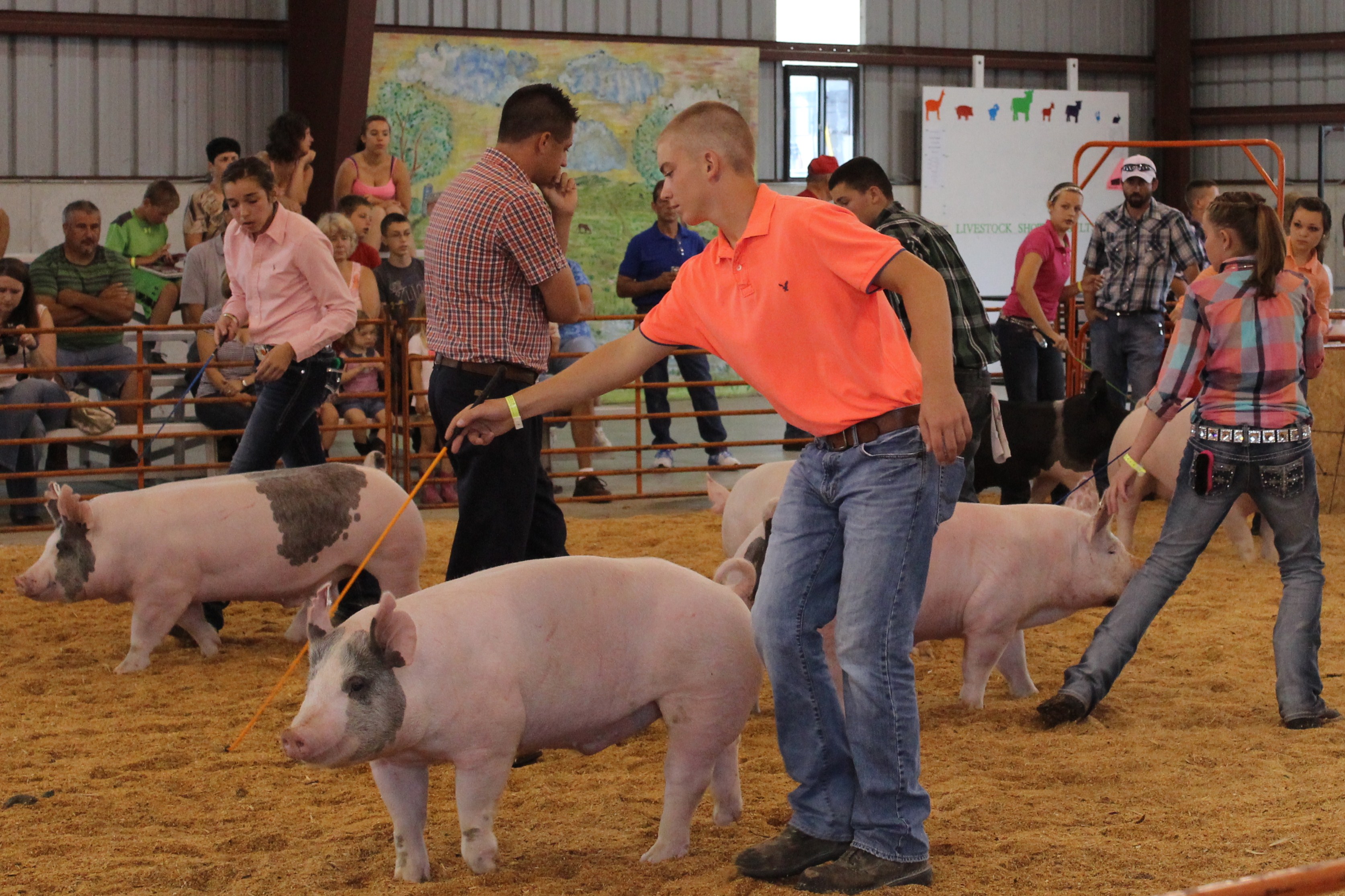 Who knew hogs liked marshmallows? - Crawford County Now