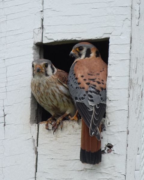 Crawford Park District partners to conserve American kestrels ...