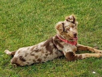 Dog found after community search - Crawford County Now