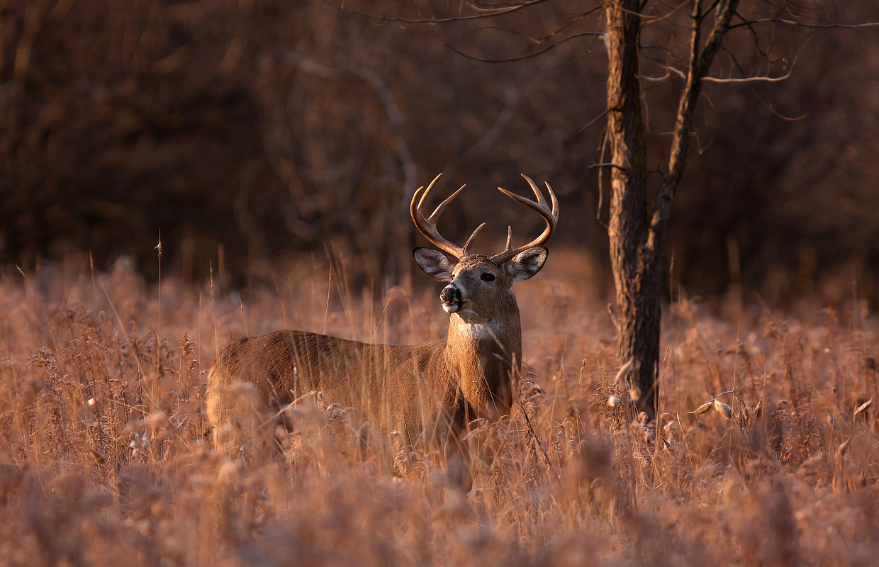 Ohio heads into peak time for deer-related crashes - Crawford County Now