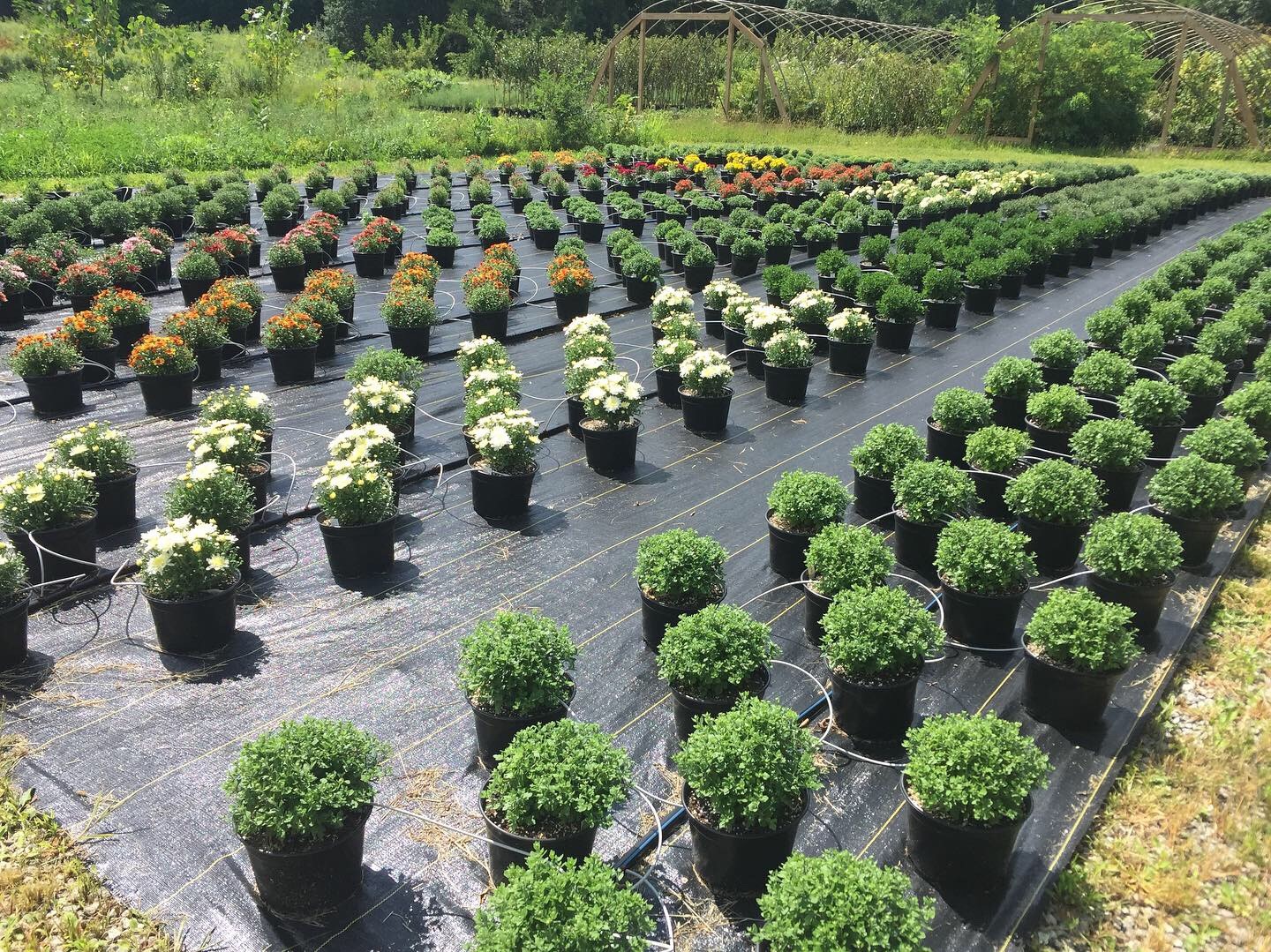 Family farm introduces mums to its “ever-growing” fall lineup ...