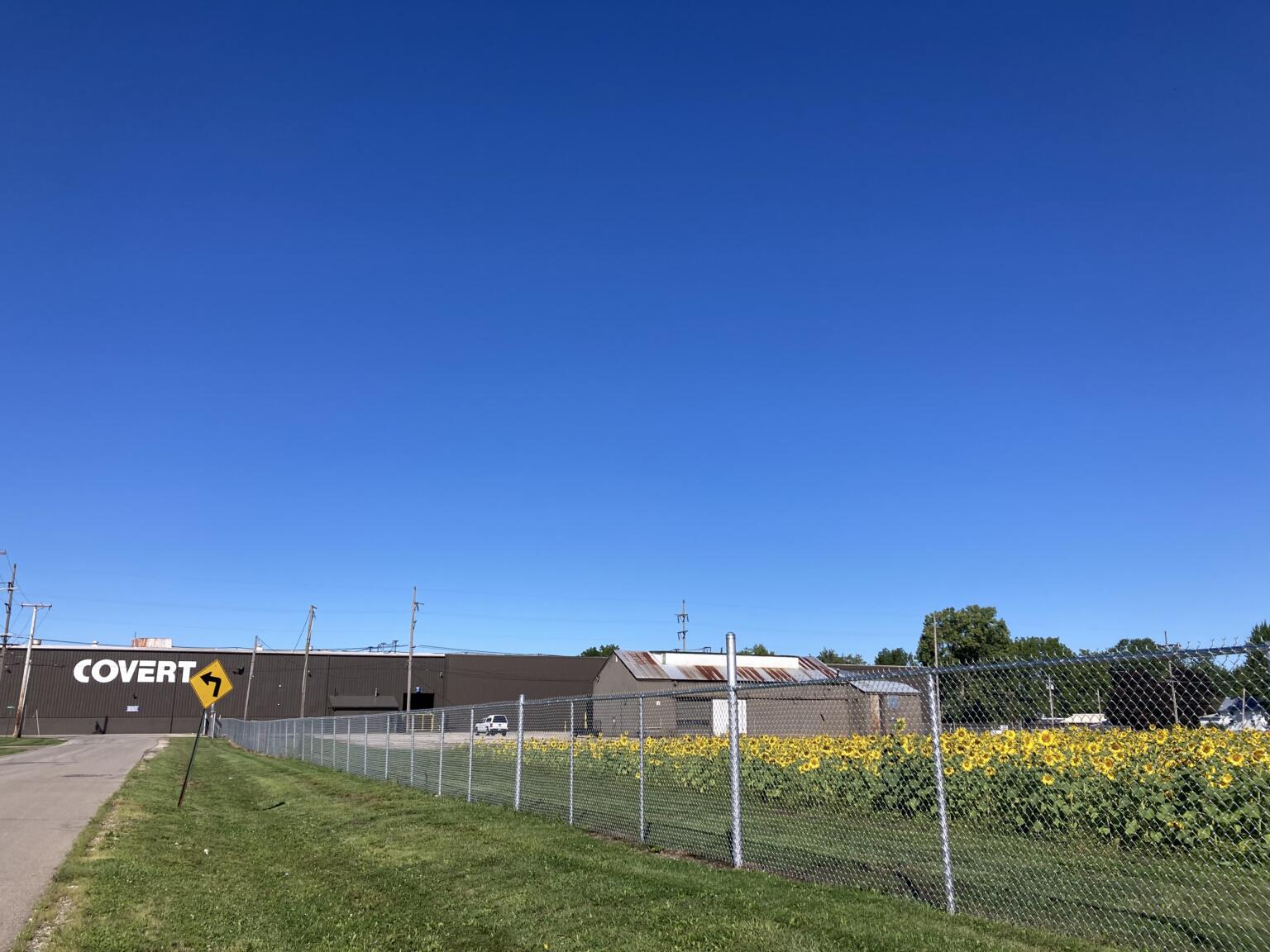Sunflowers at Galion company have special story to tell - Crawford ...