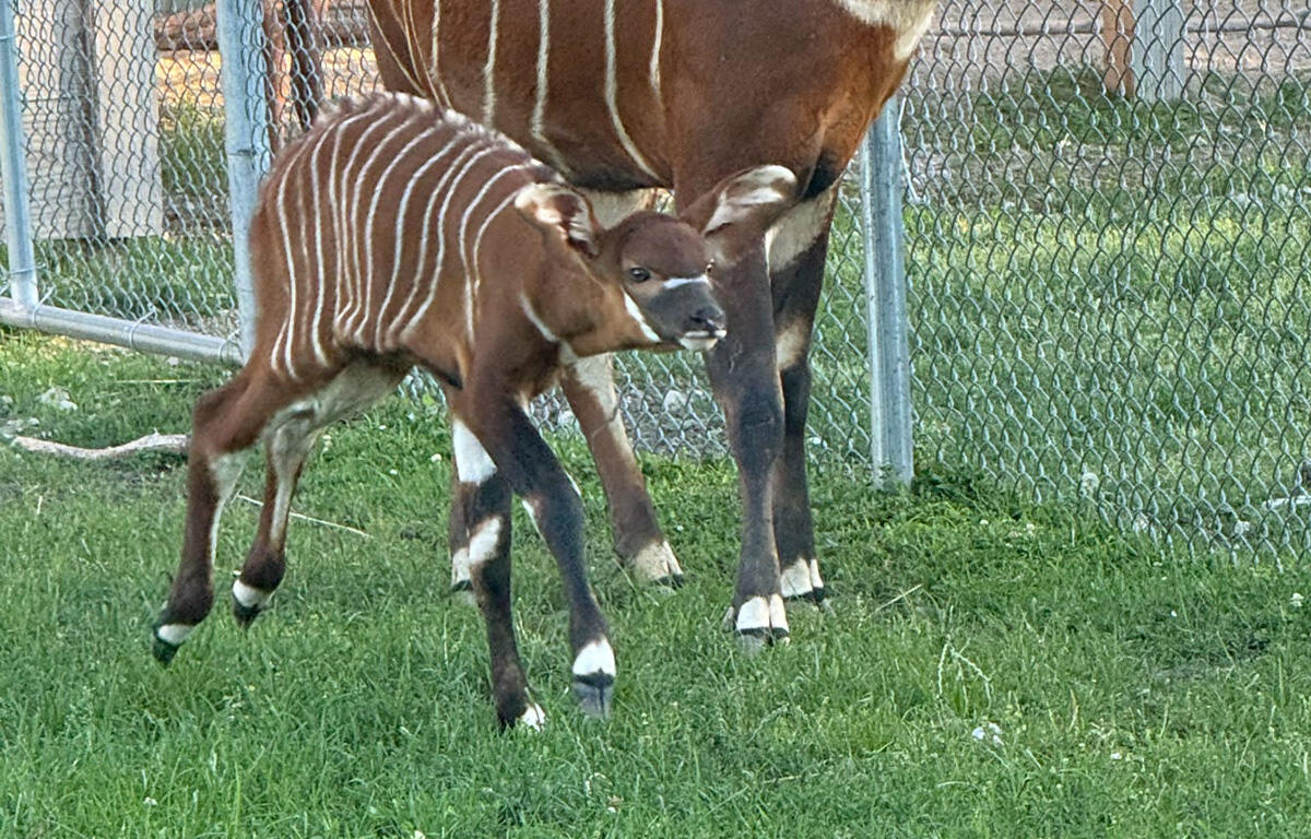 African Safari Wildlife Park welcomes critically endangered Mountain Bongo calf - Crawford ...