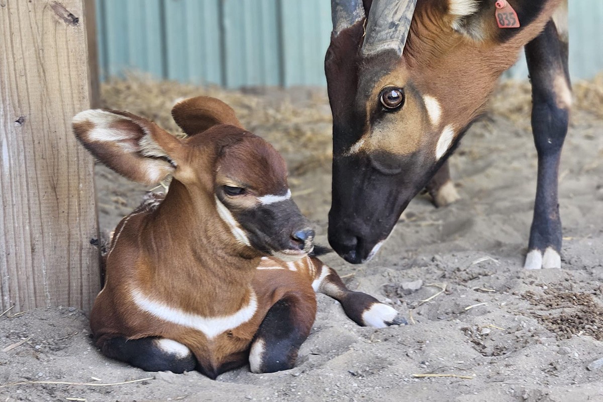 African Safari Wildlife Park welcomes critically endangered Mountain ...