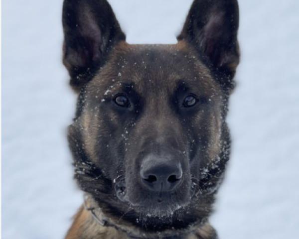 Galion Police utilize drone and K-9 to apprehend domestic violence ...